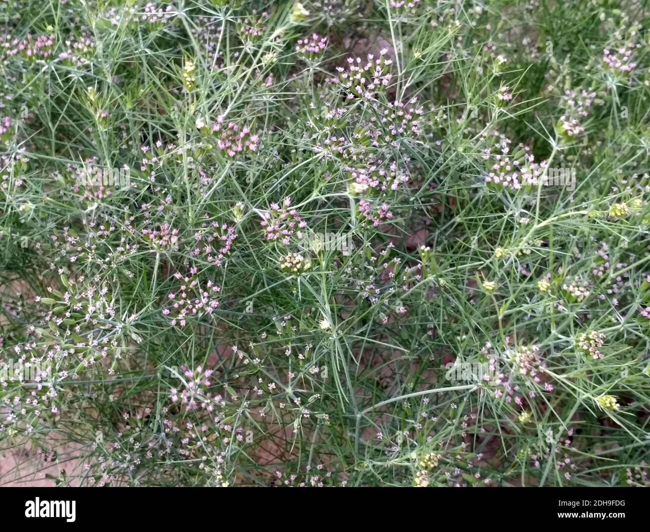 Cumin Crop Field, fresh plant of Cumin seeds farm, growing in ...