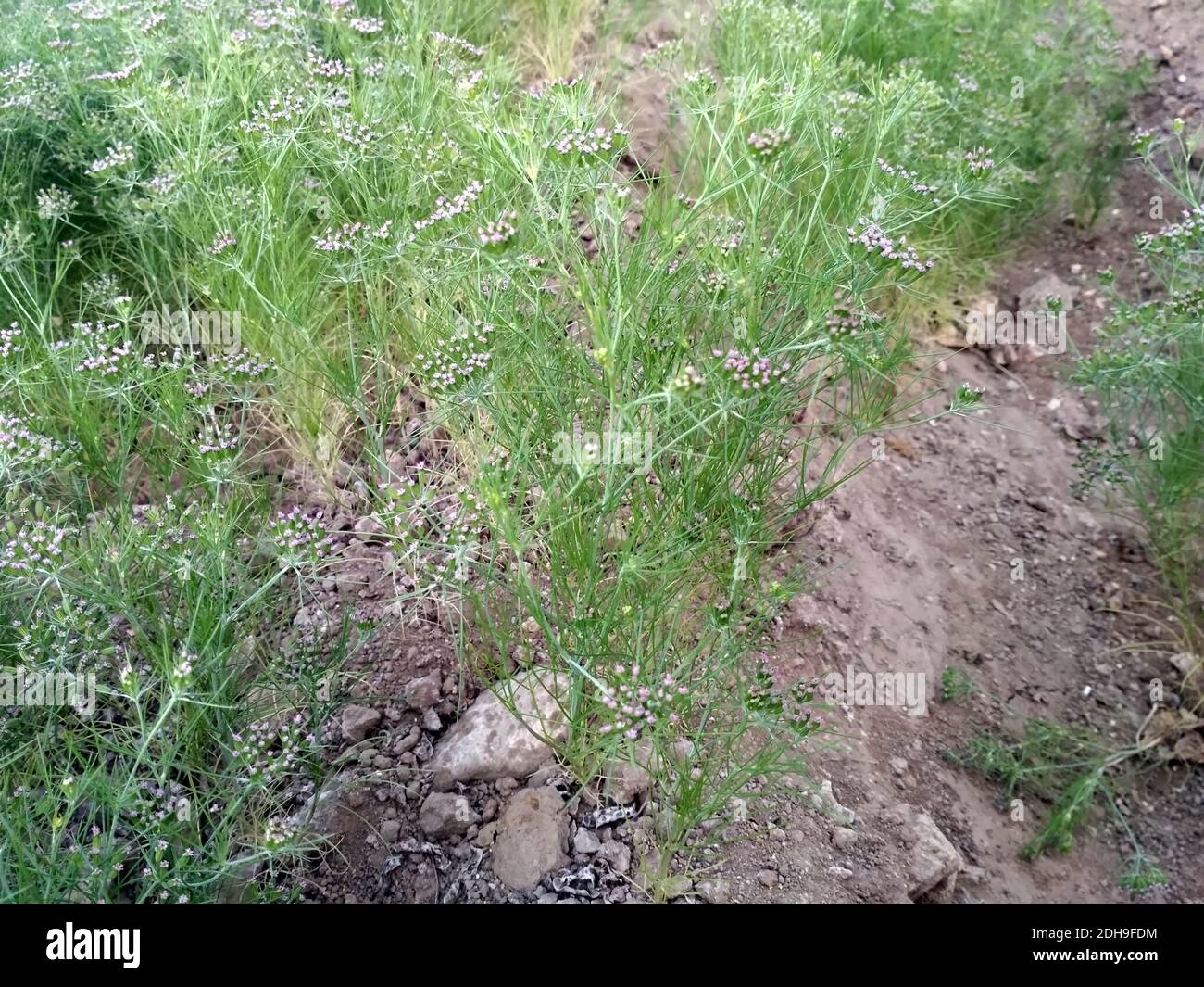 Cumin Crop Field, fresh plant of Cumin seeds farm, growing in ...