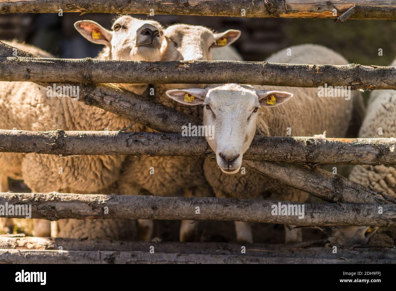 A closeup picture of the sheep in the open barn, farm trying to get out ...