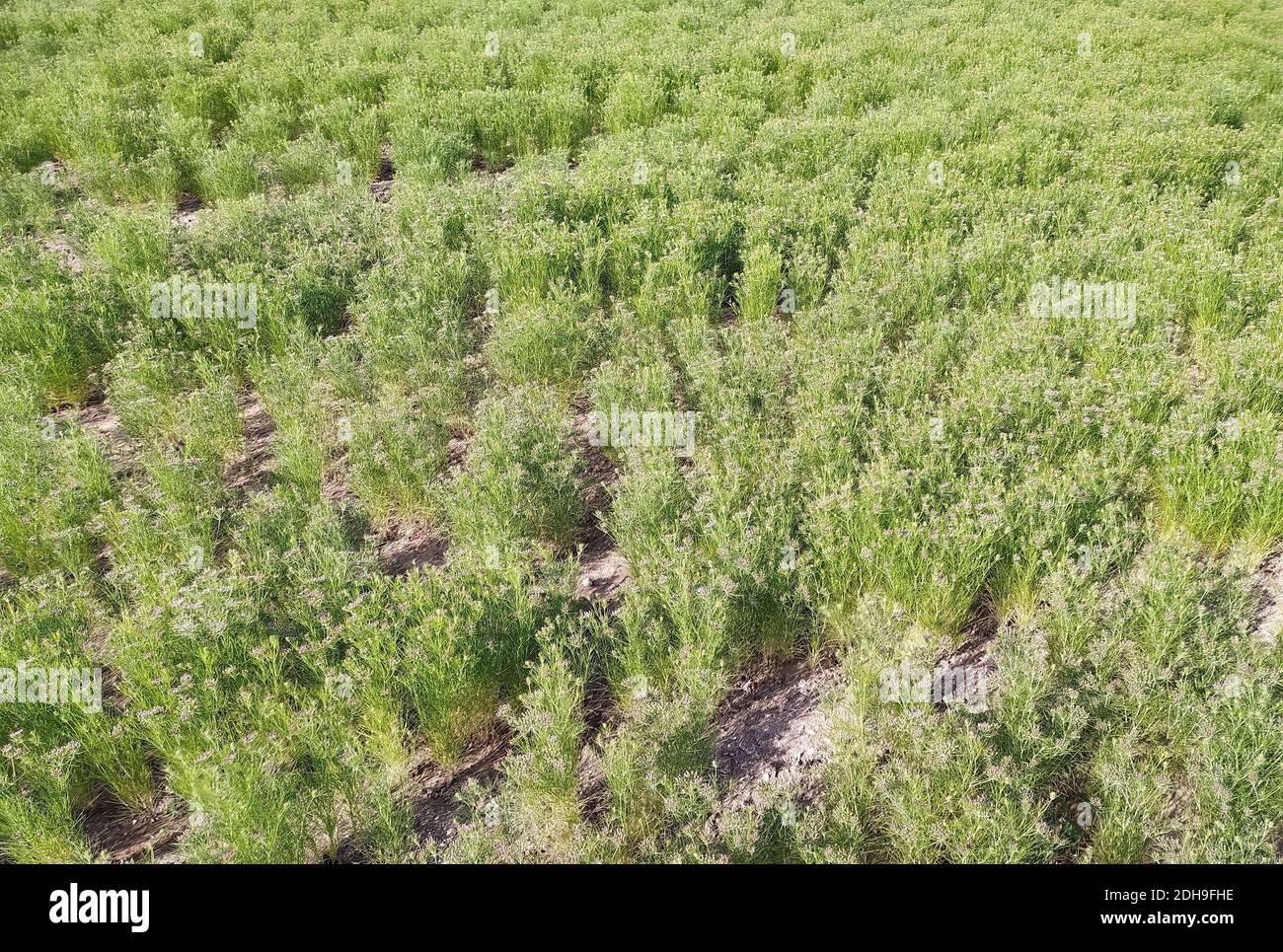 Cumin Crop Field, fresh plant of Cumin seeds farm, growing in ...