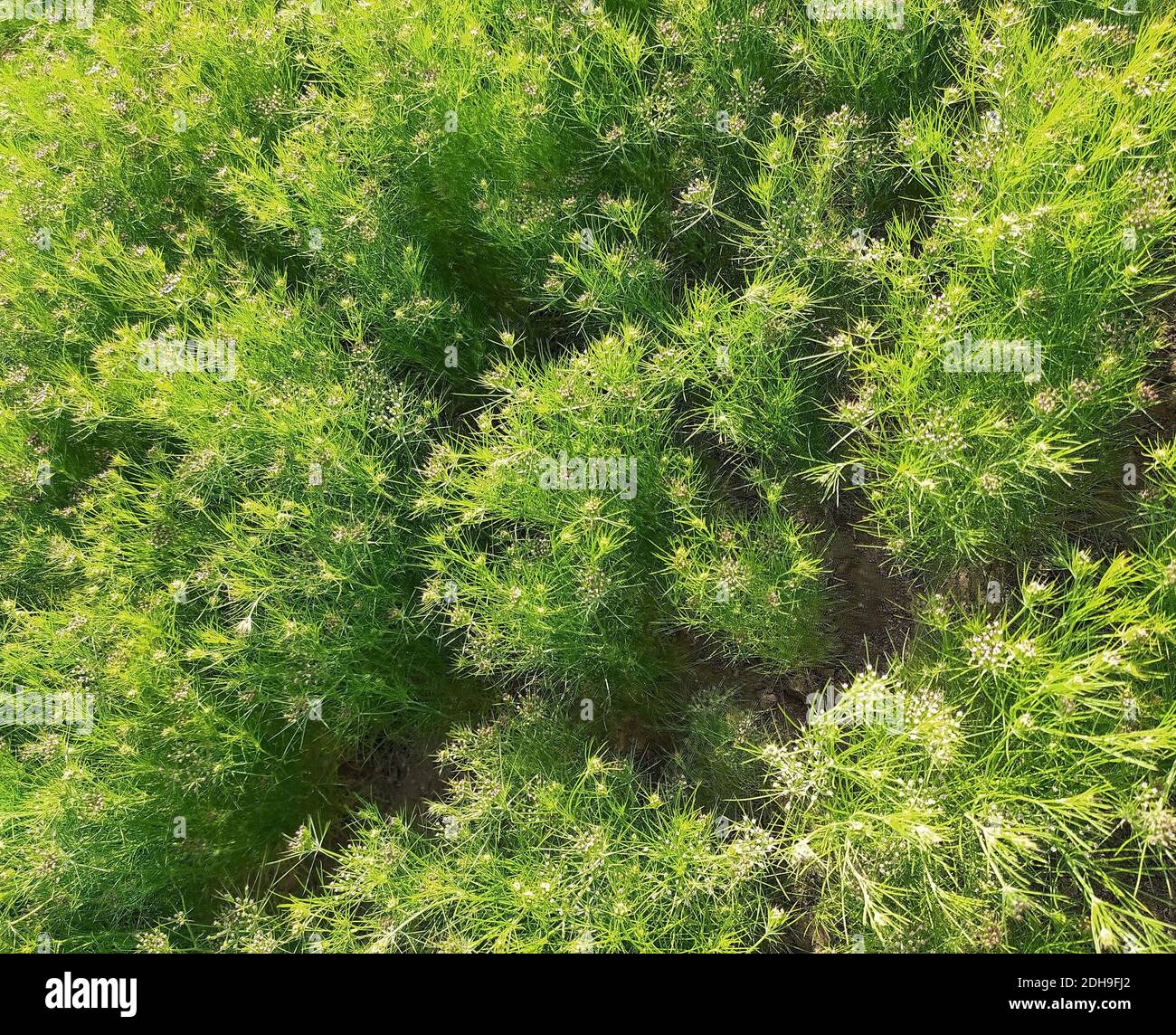 Cumin Crop Field, fresh plant of Cumin seeds farm, growing in ...