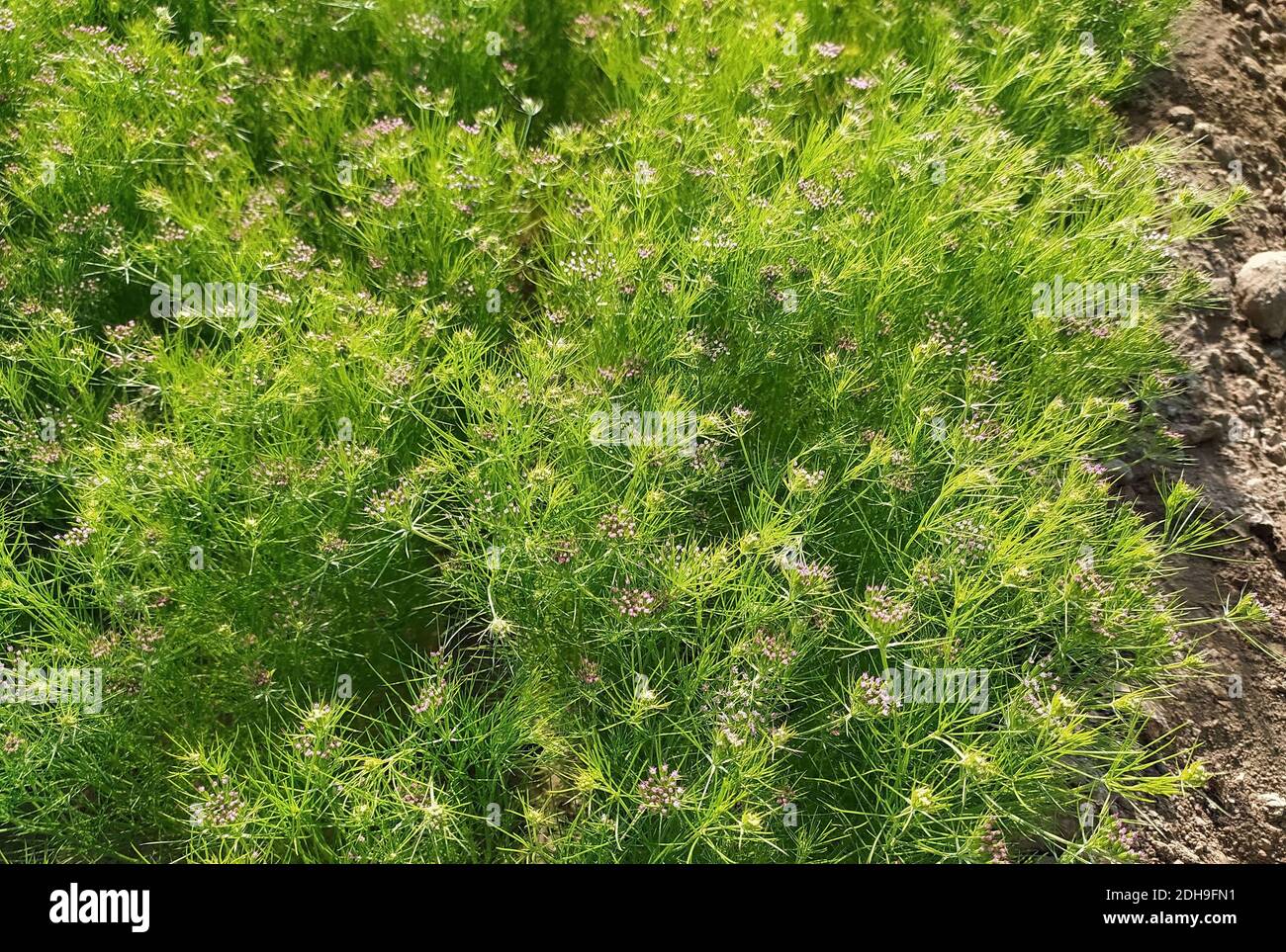 Cumin Crop Field, fresh plant of Cumin seeds farm, growing in ...