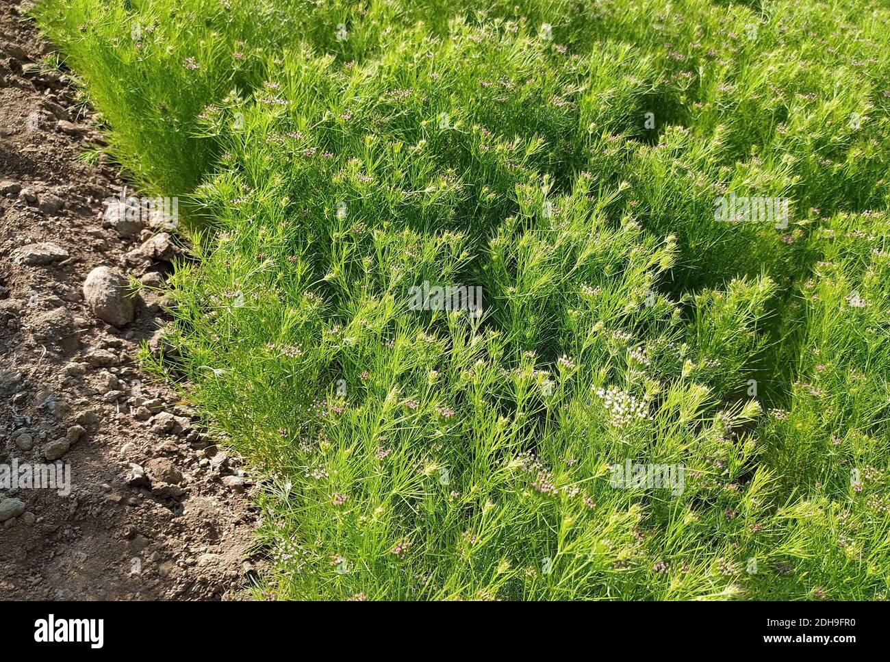 Cumin Crop Field, fresh plant of Cumin seeds farm, growing in ...