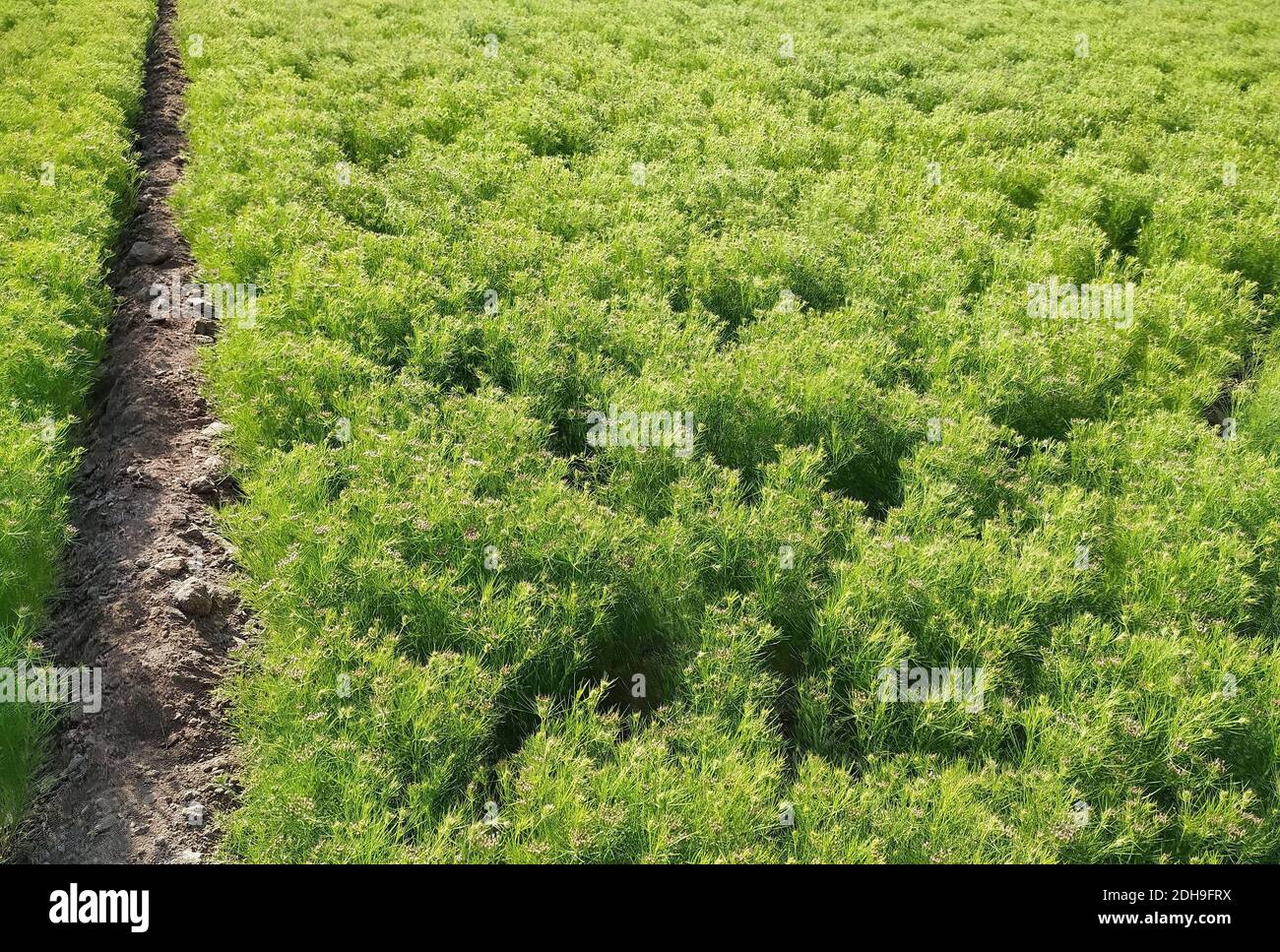 Cumin Crop Field, fresh plant of Cumin seeds farm, growing in ...