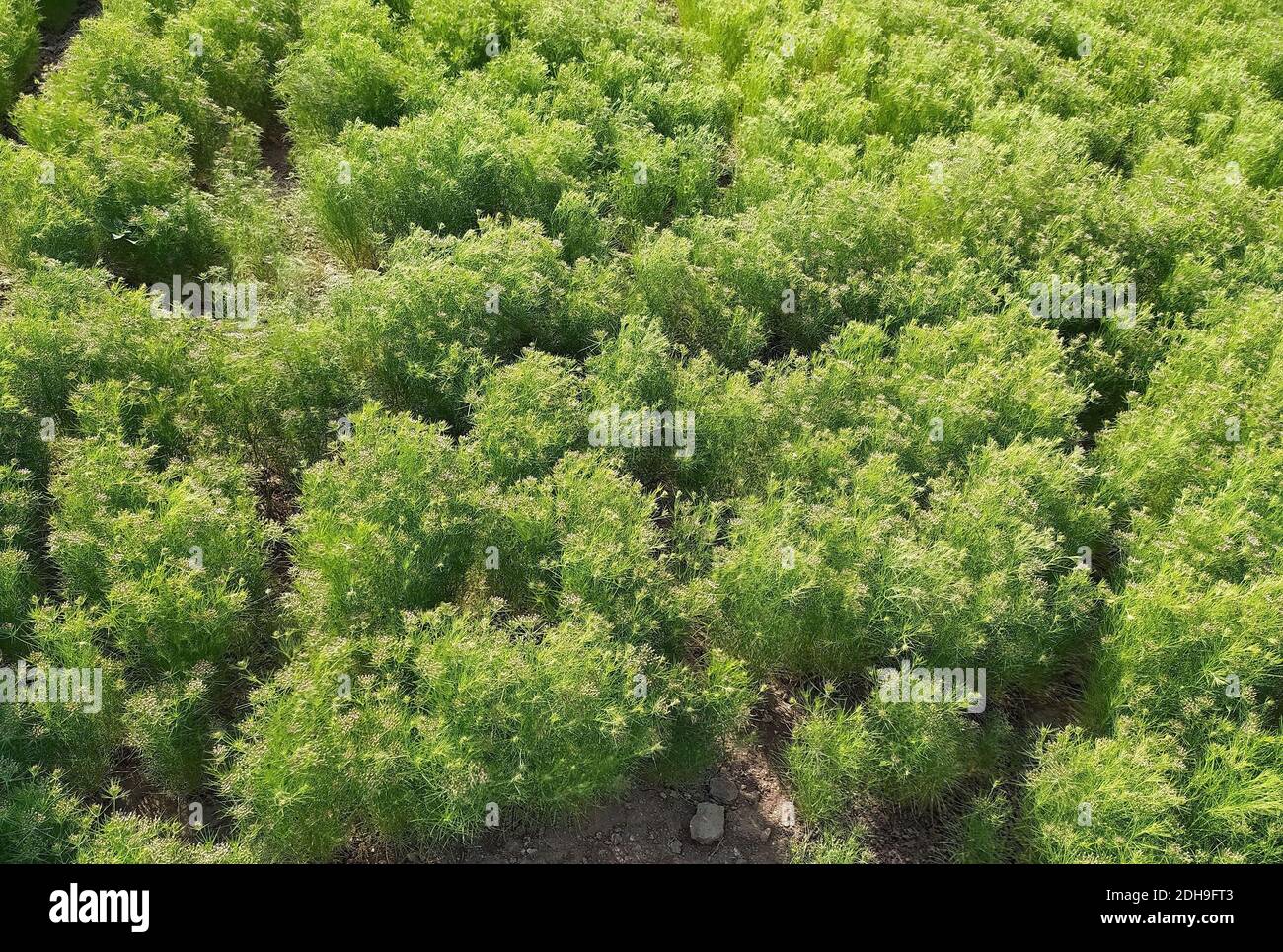 Cumin Crop Field, fresh plant of Cumin seeds farm, growing in ...