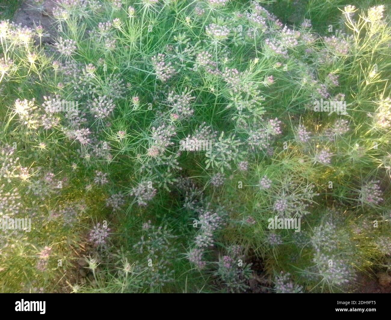 Cumin Crop Field, fresh plant of Cumin seeds farm, growing in ...