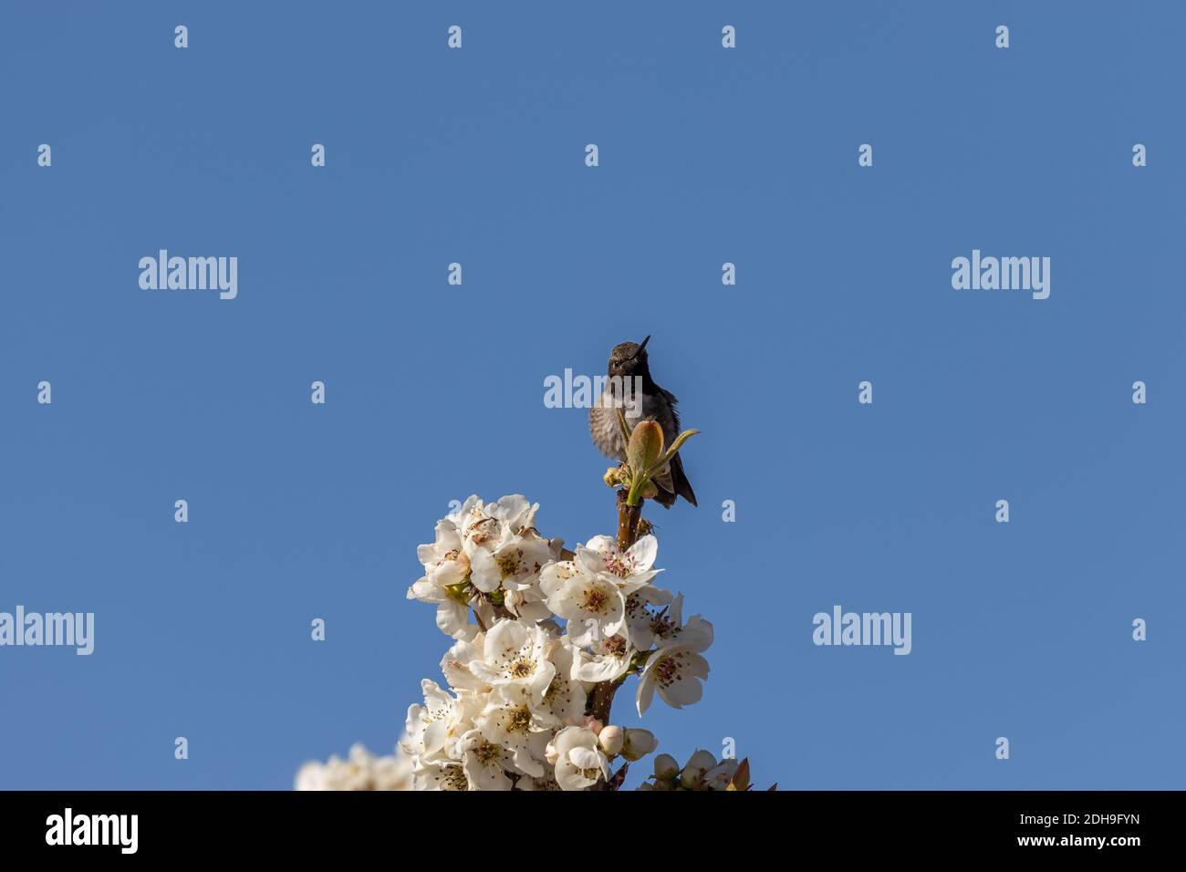 Hummingbird on Fruit Tree Blossoms Stock Photo - Alamy