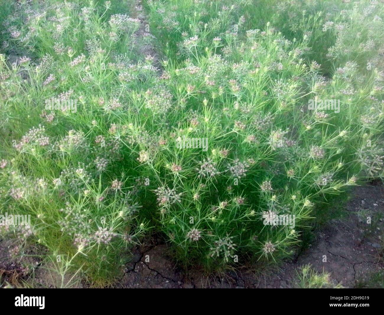 Cumin Crop Field, fresh plant of Cumin seeds farm, growing in ...