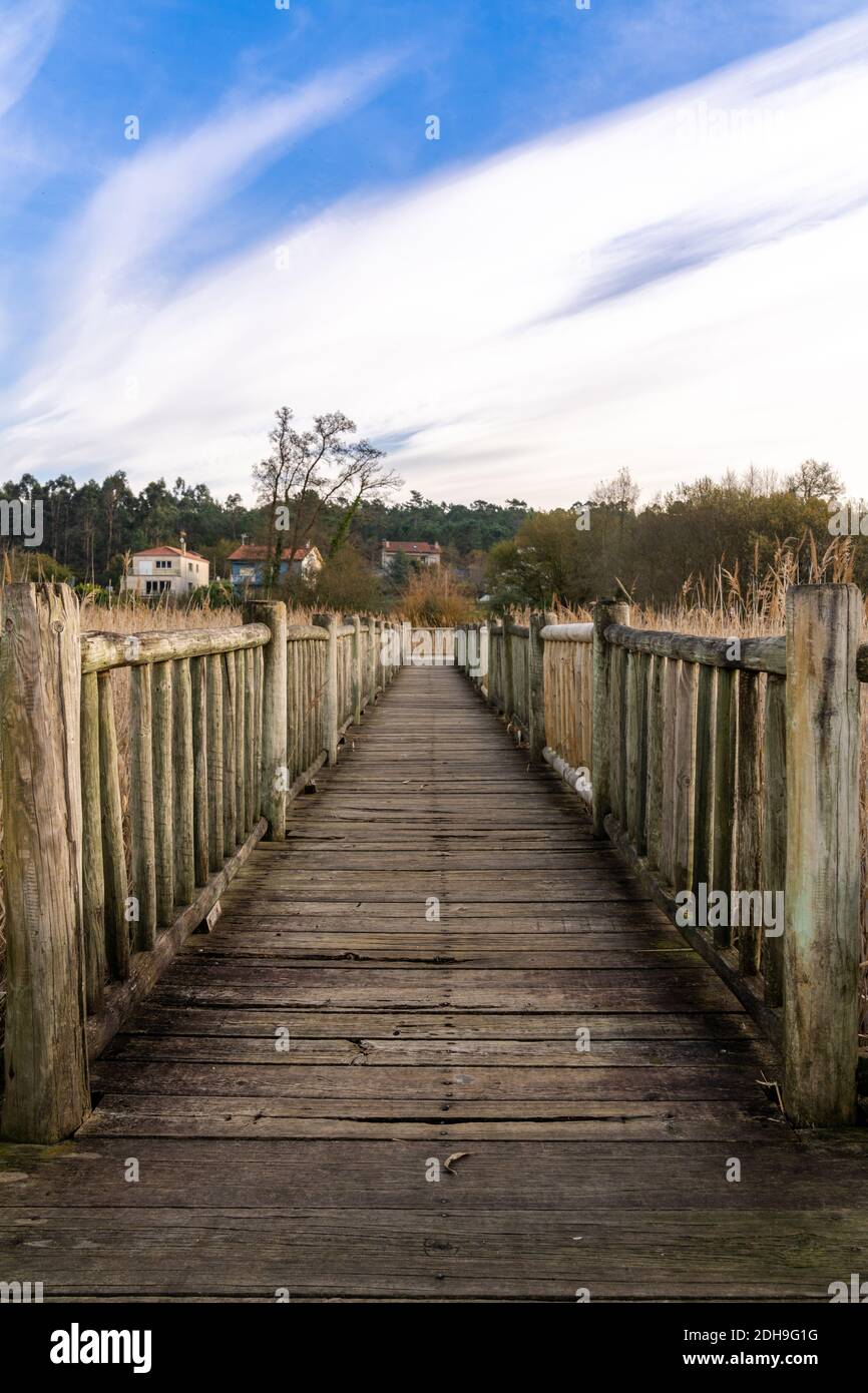A vertical view of a long wooden boardwalk leading through tall golden ...