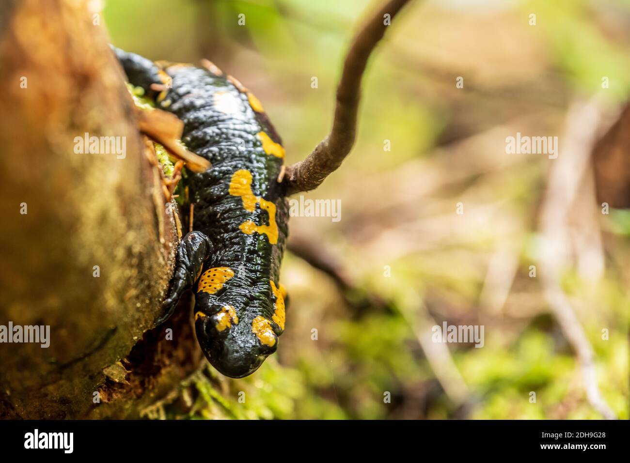 A selective focus shot of a salamander, lizard like creature with ...