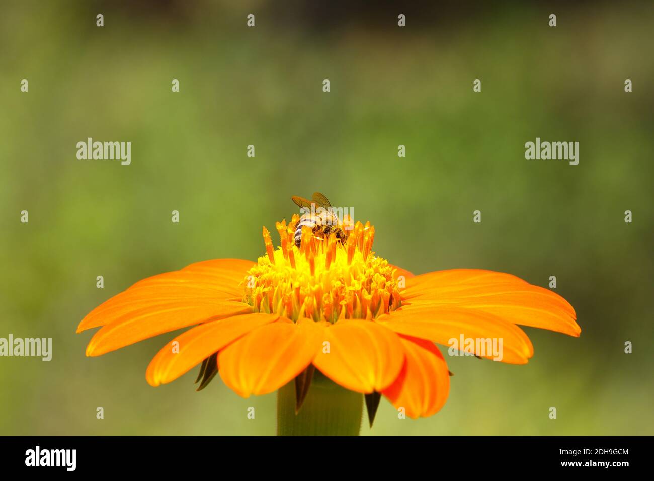 African honey bee hi-res stock photography and images - Alamy