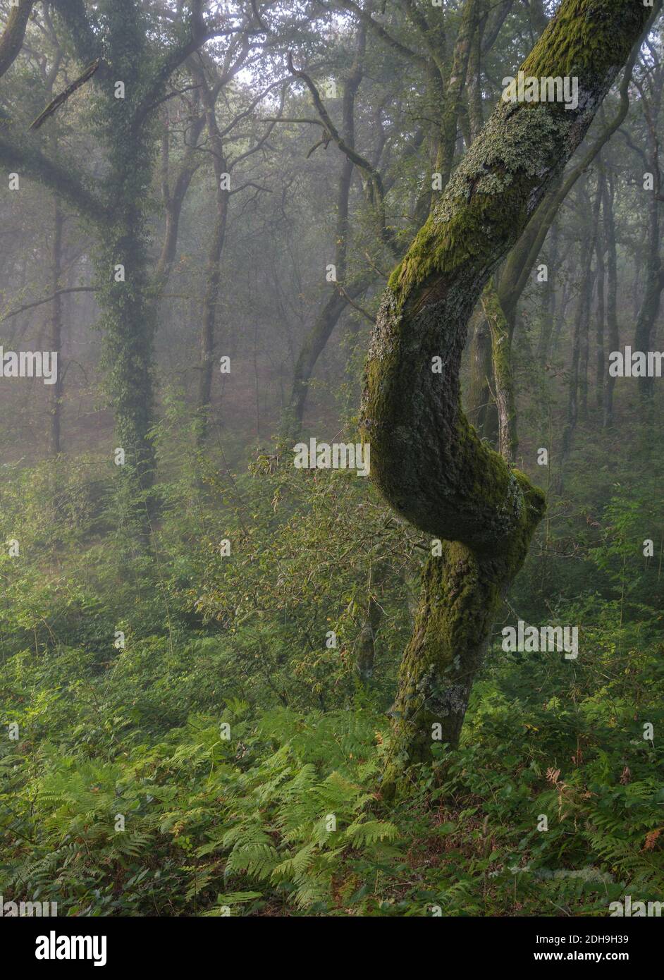 Foreshortened hi-res stock photography and images - Alamy