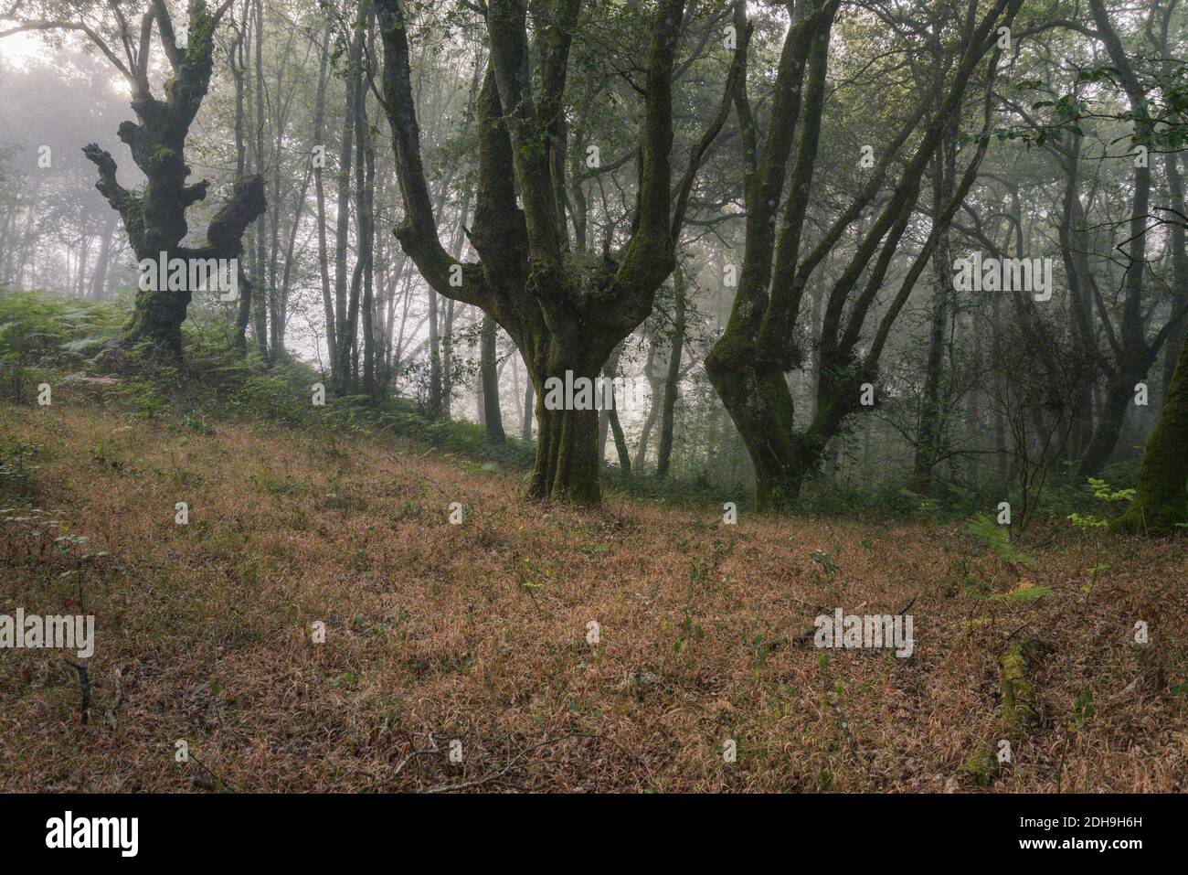 Huge oak trees of imposing appearance in a misty forest on the ...