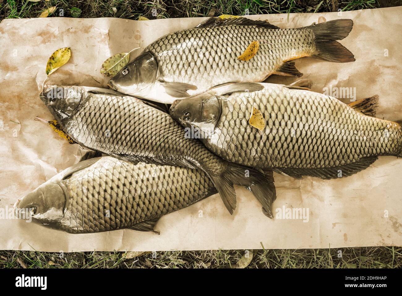 Fresh river fish carp caught in the river Stock Photo - Alamy