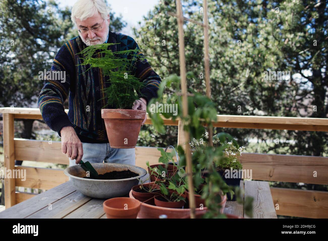 Senior man filling compost in potted plant at table Stock Photo - Alamy
