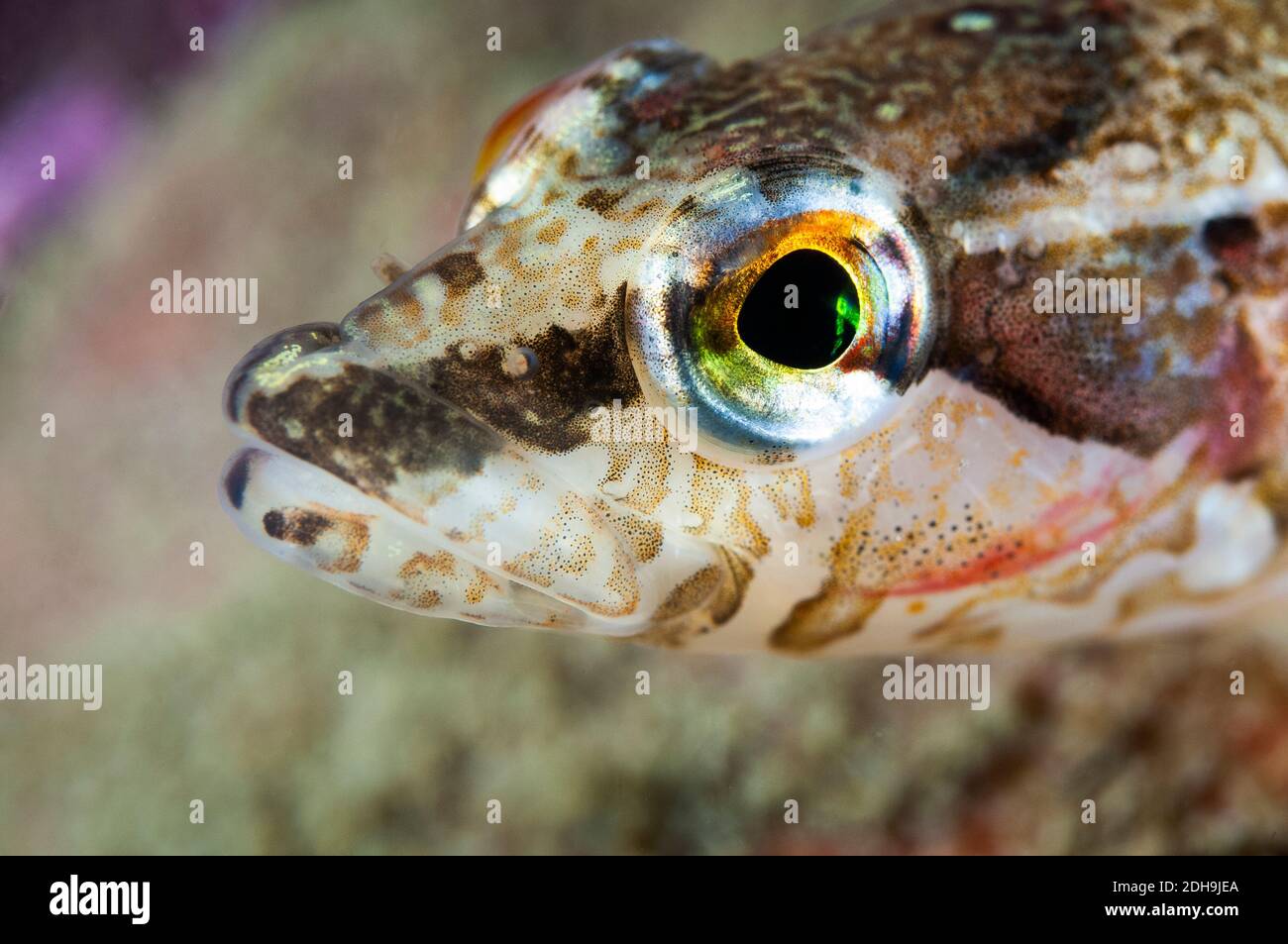 Shanny hi-res stock photography and images - Alamy