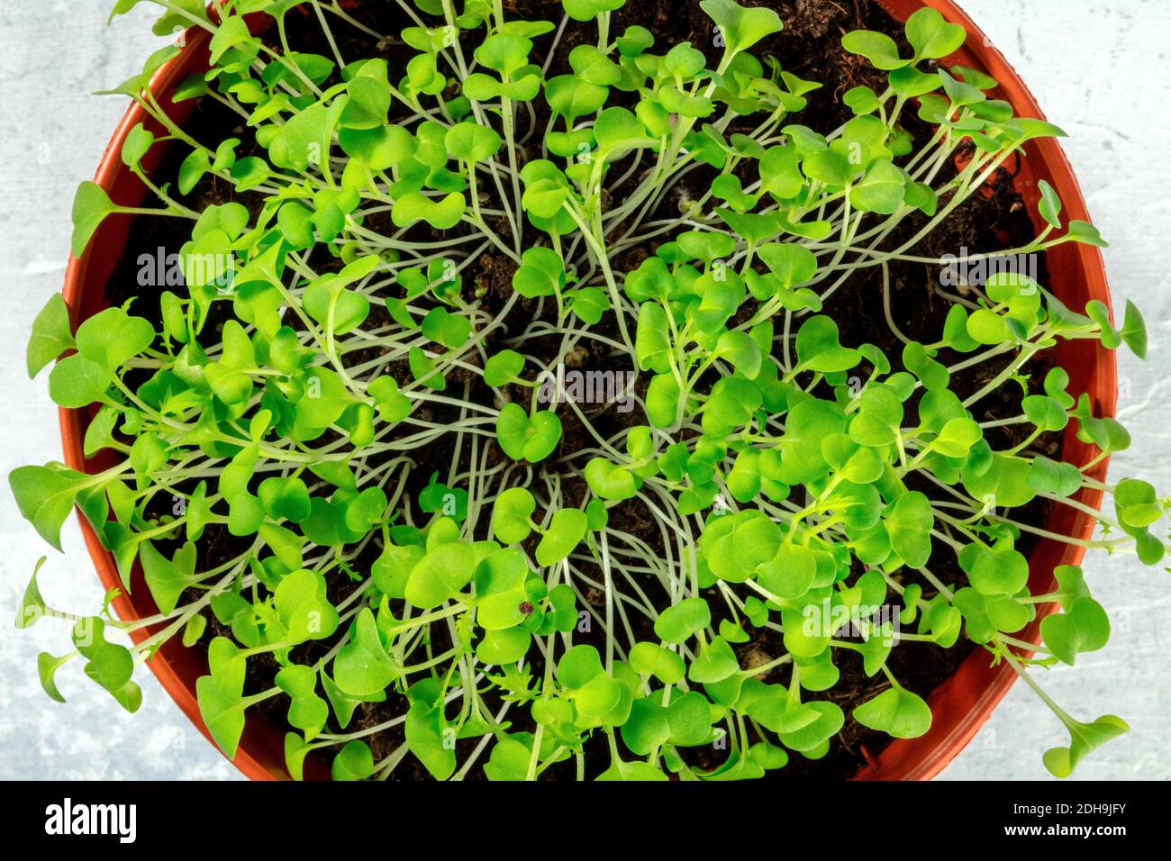 Microgreens close-up, shot from the top in a pot Stock Photo - Alamy