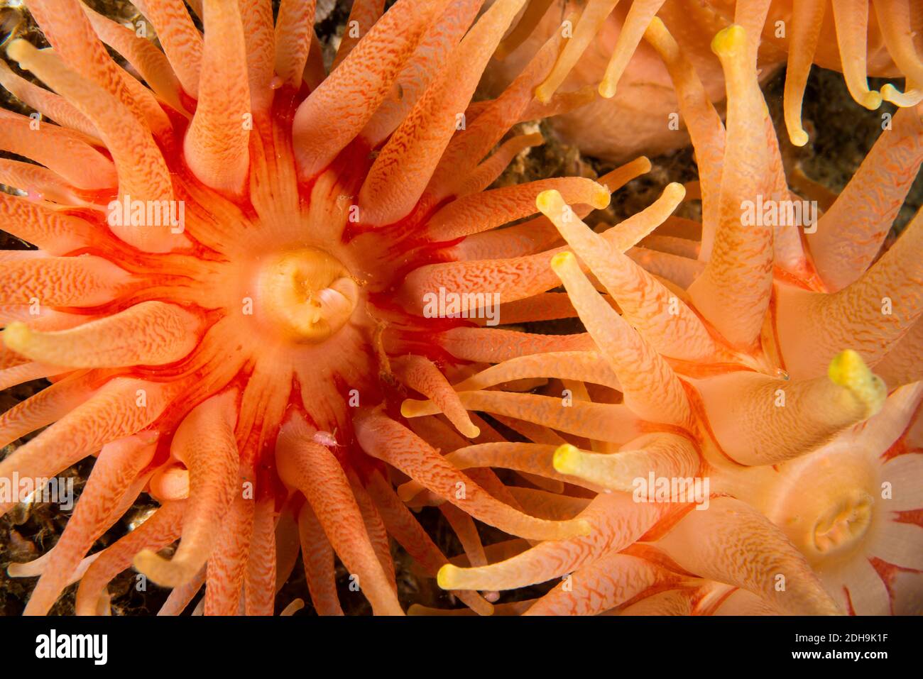Northern Red Anemone underwater in the St. Lawrence Estuary Stock Photo ...