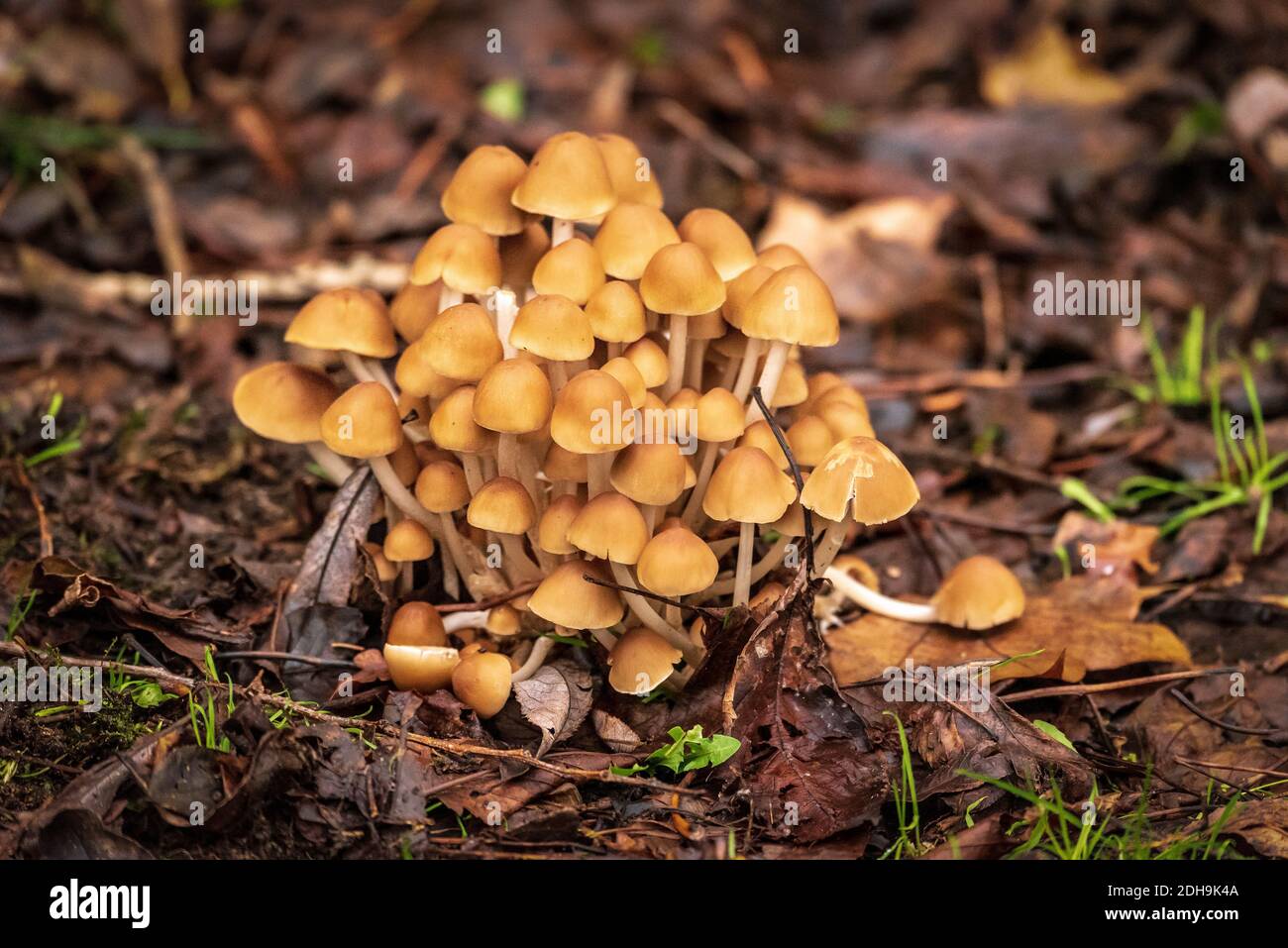 Woodland mushroom in a large bunch Stock Photo - Alamy