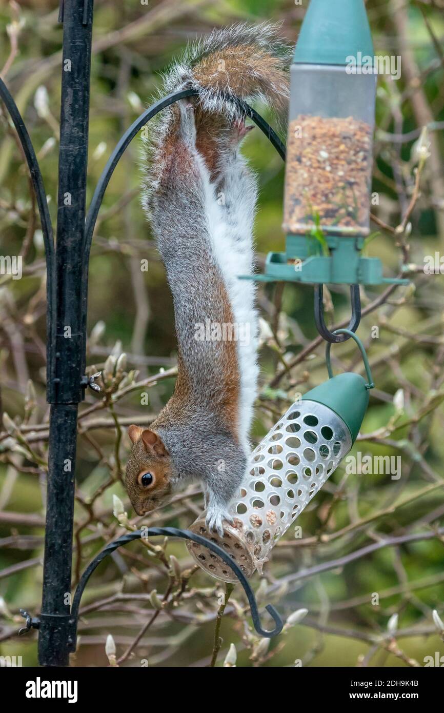 Acrobatic feeder hi-res stock photography and images - Alamy
