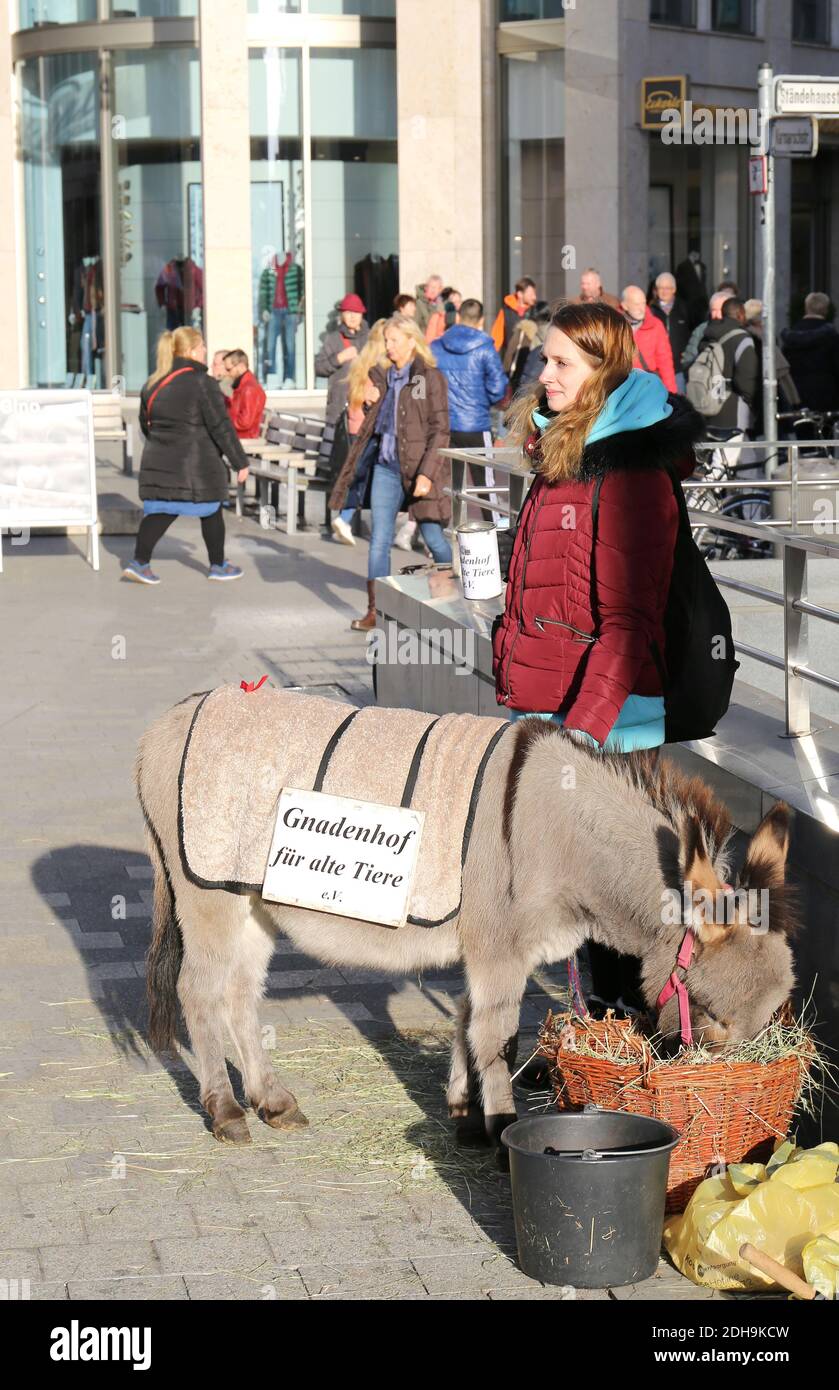 Money donkey hi-res stock photography and images - Alamy