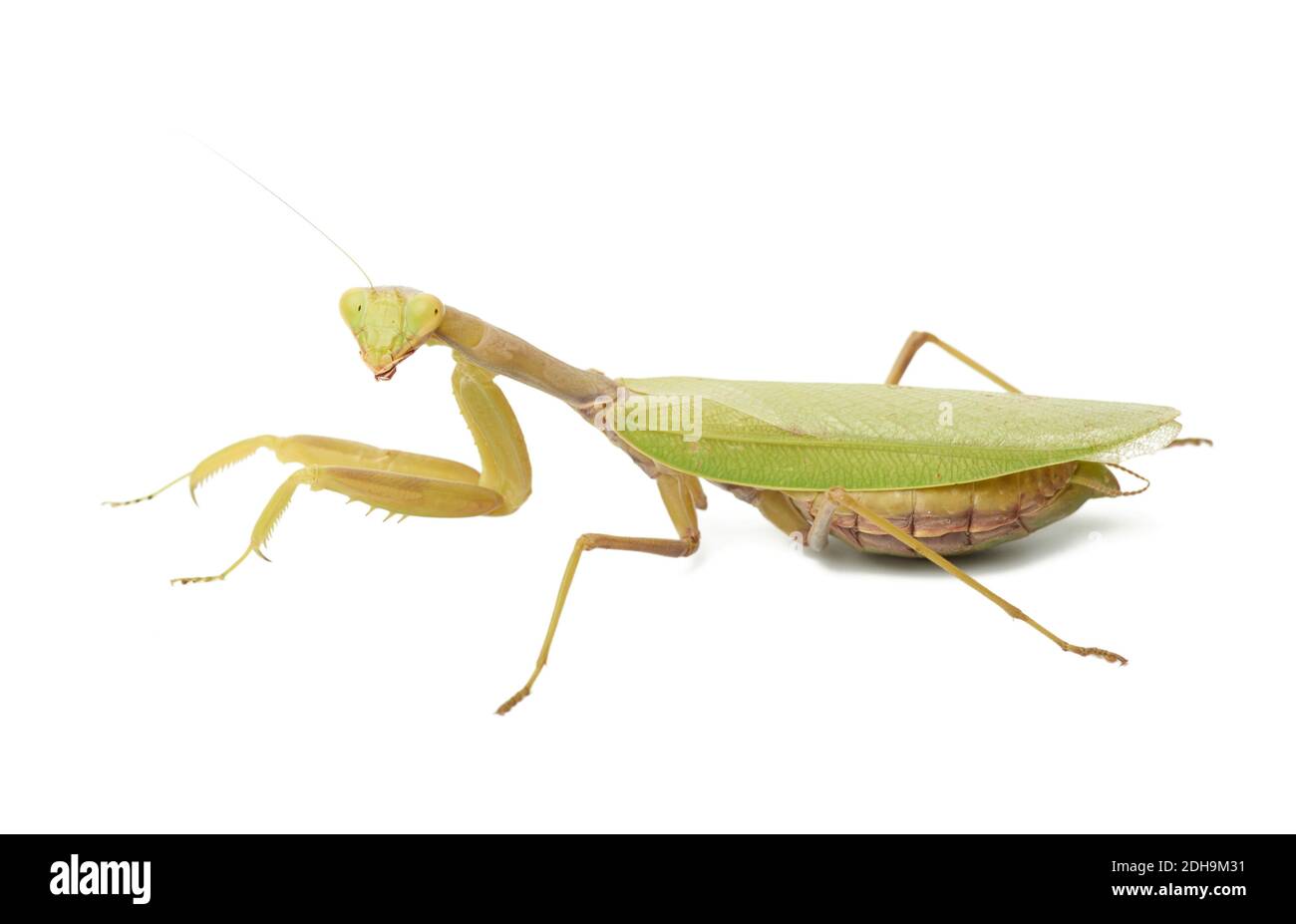 Green young mantis sitting on a white background, insect isolated Stock ...