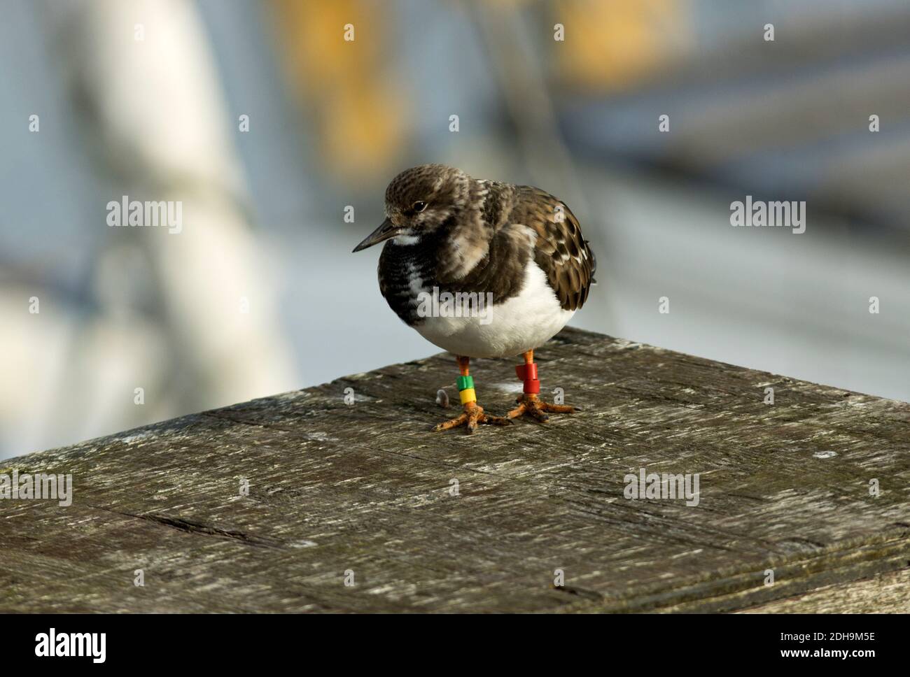 The Turnstone overwinters along the coast of the British Isles having ...
