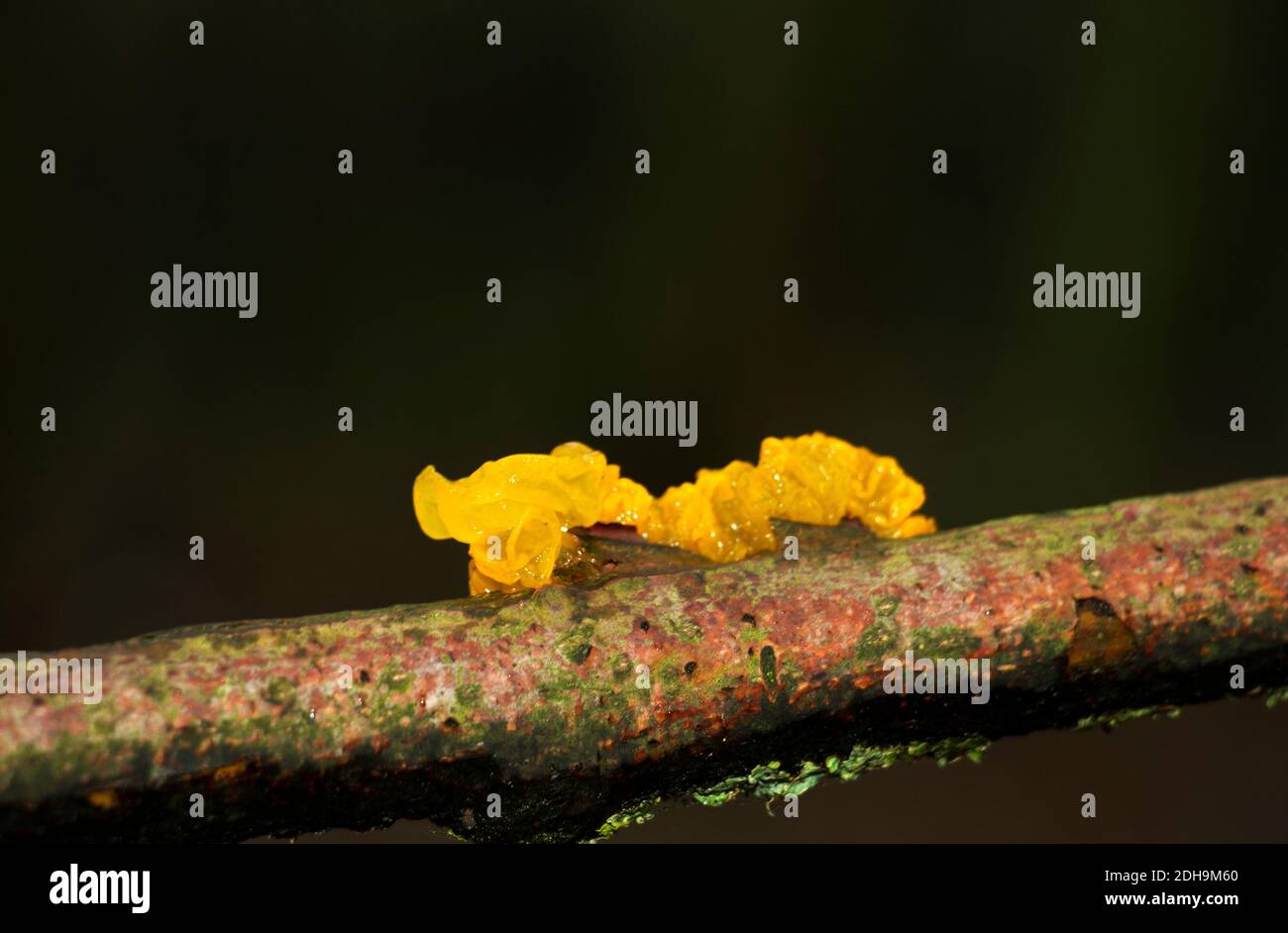 Brain rot hi-res stock photography and images - Alamy