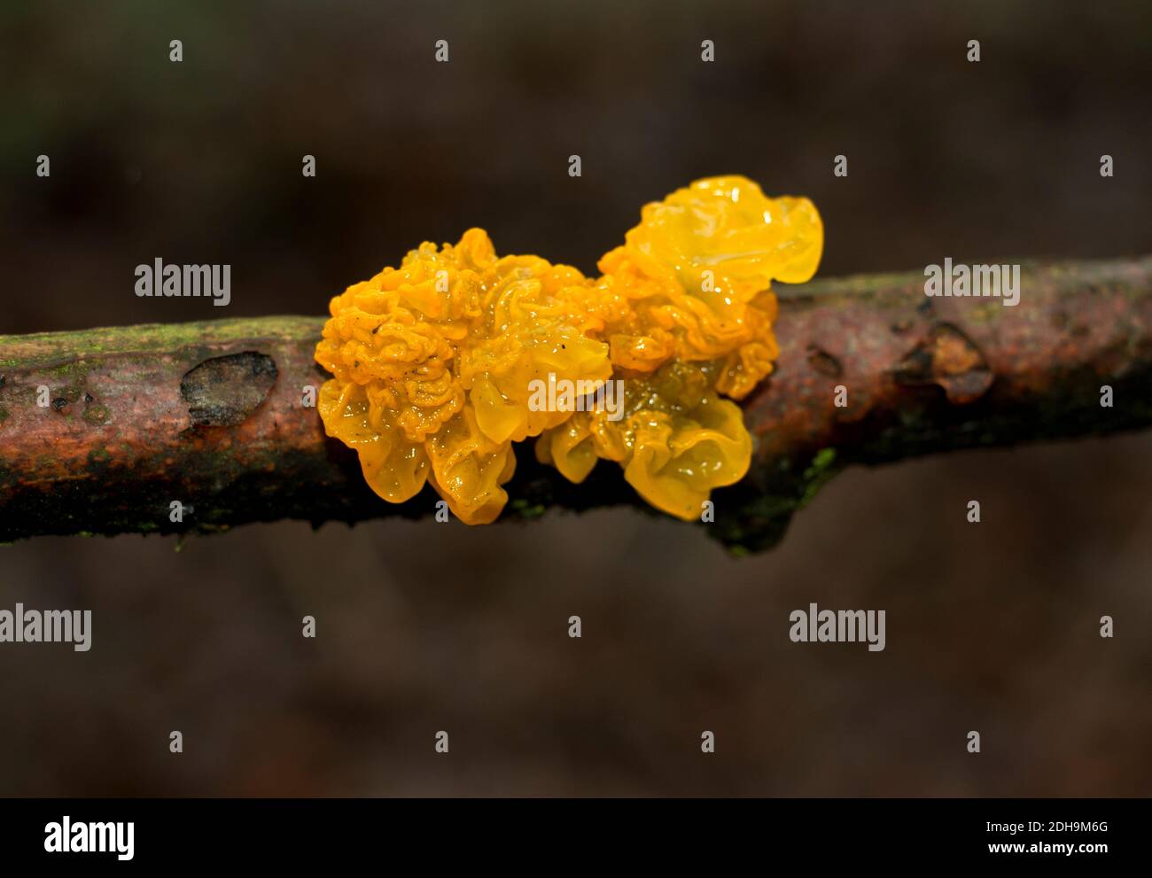 Brain rot hi-res stock photography and images - Alamy