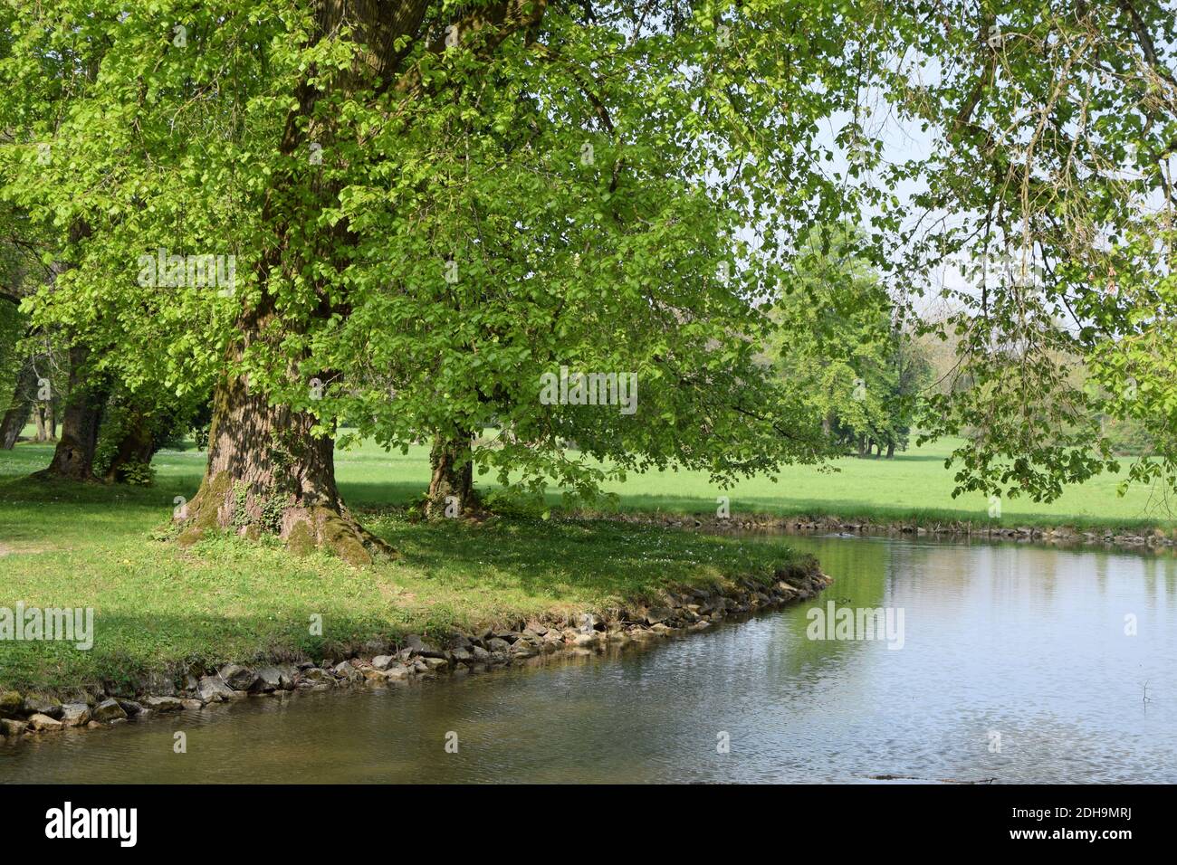 Tree by a stream Stock Photo - Alamy