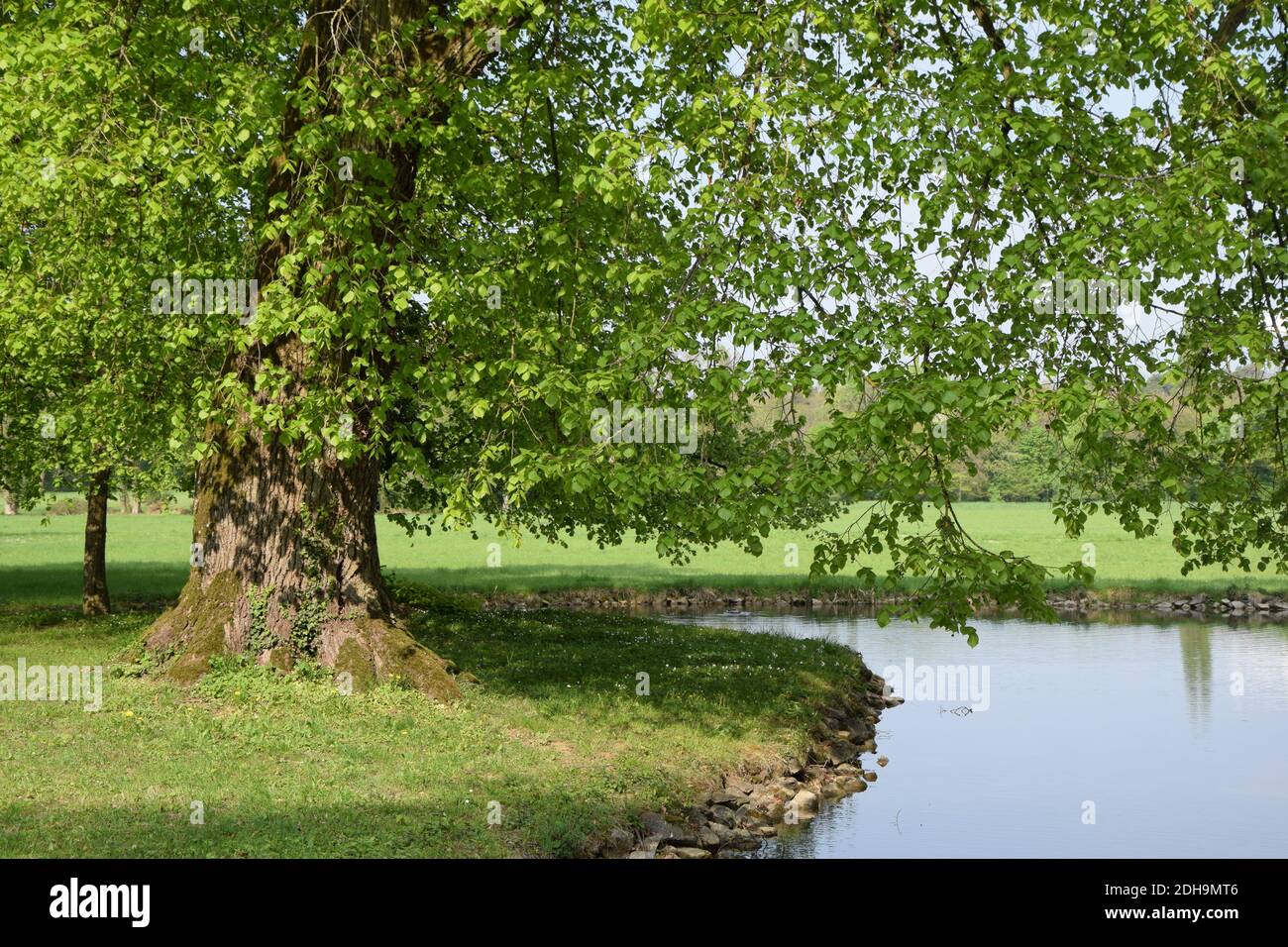 Tree by a stream Stock Photo - Alamy