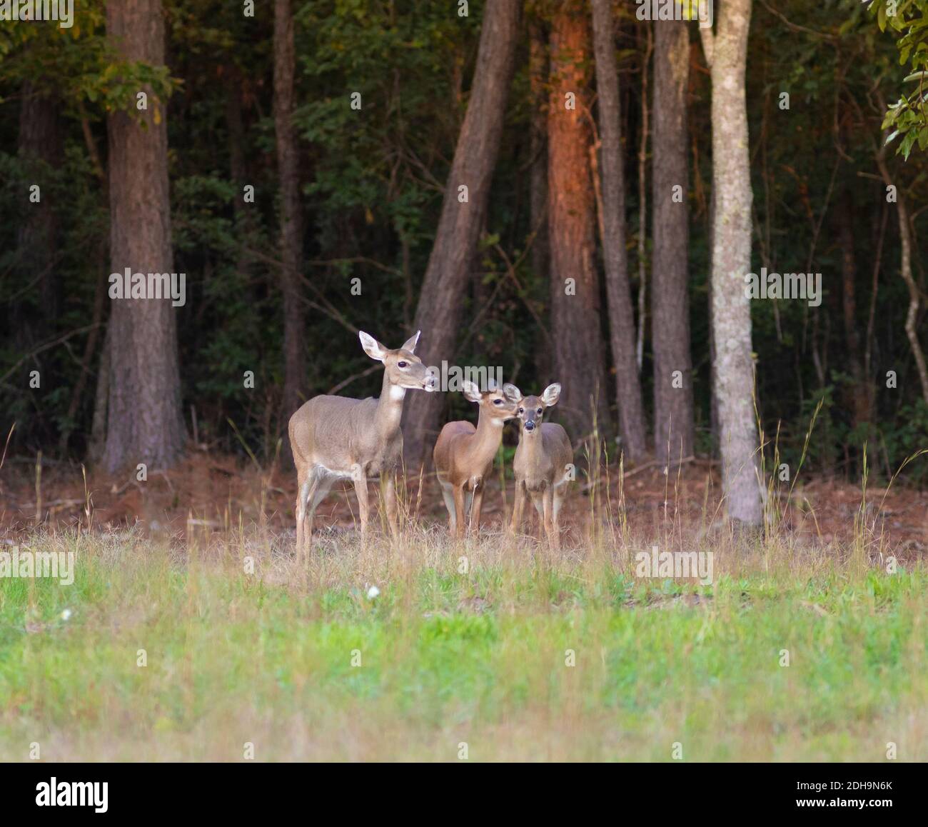 Three whitetail deer in a forest near Raeford North Carolina Stock ...