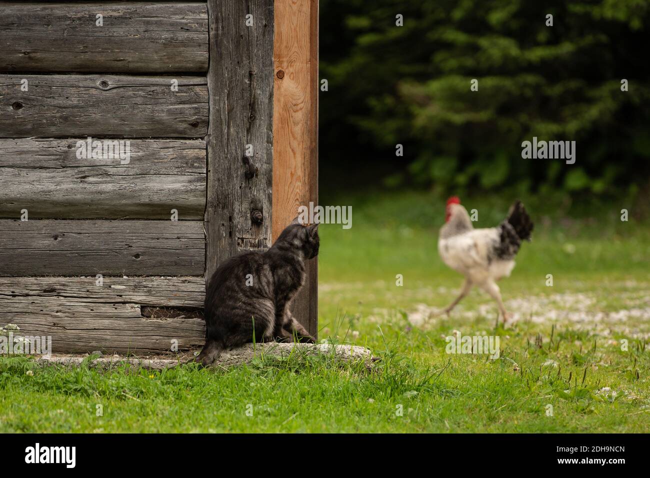 Kitty and the rooster hi-res stock photography and images - Alamy
