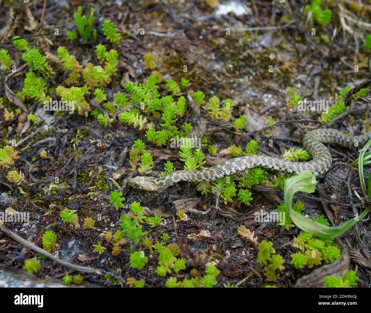 tessellated water snake, natrix tessellata, dice snake Stock Photo - Alamy