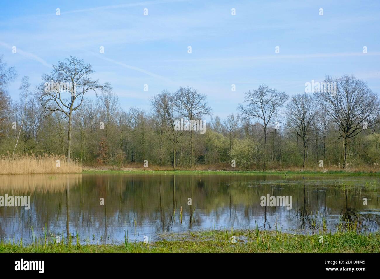 A view of a small pond located in the middle of a forested moor Stock ...