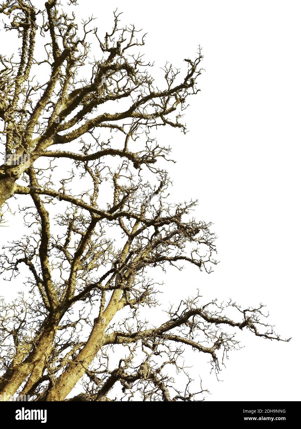 Low Angle Photography Tree
