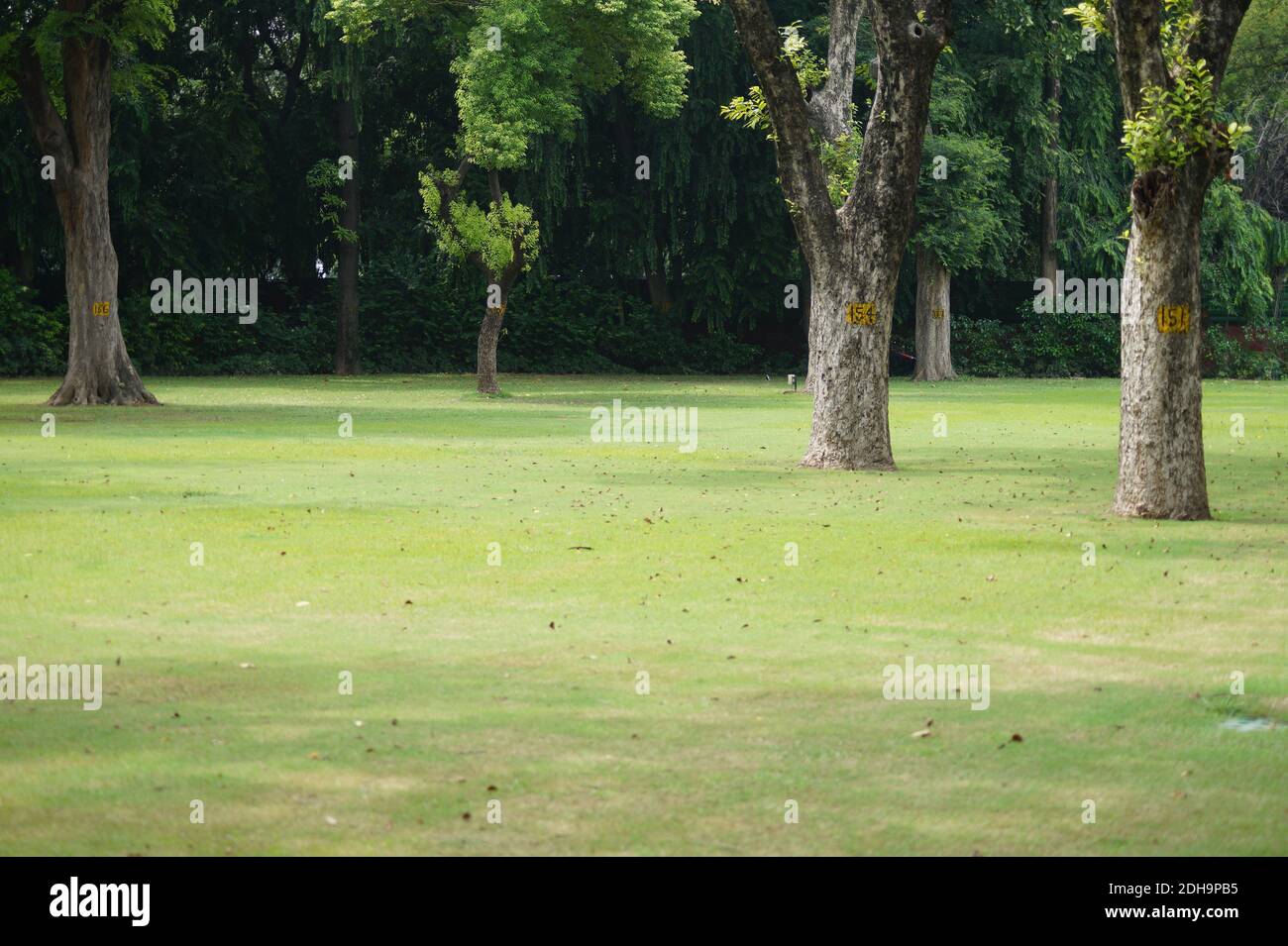 Sunlight trees lawn hi-res stock photography and images - Alamy