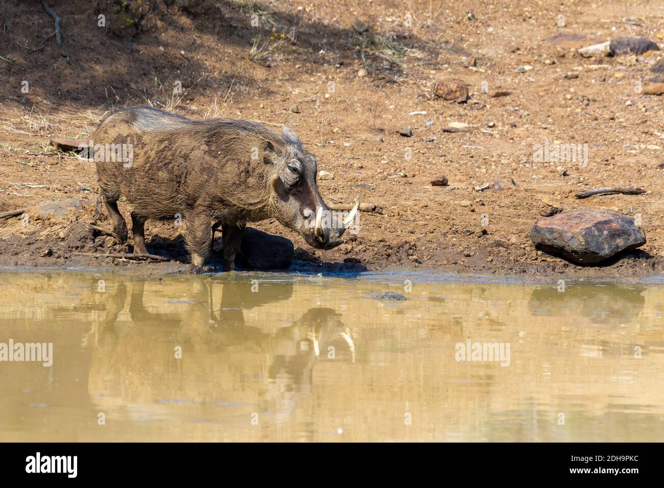 African pig Warthog in South Africa safari Stock Photo - Alamy
