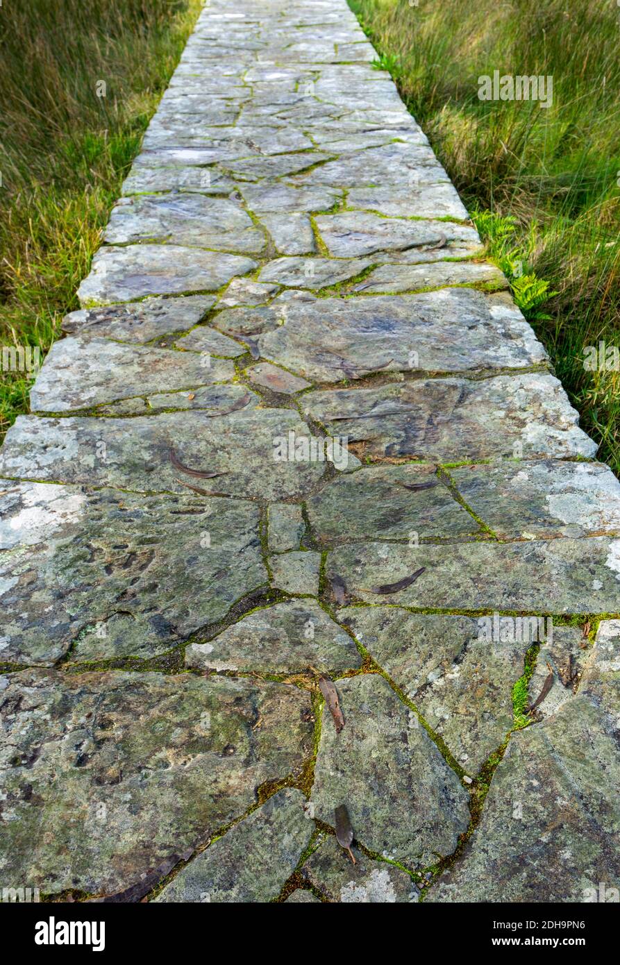 A massive stone walkway leading through green marsh and swam wetlands ...