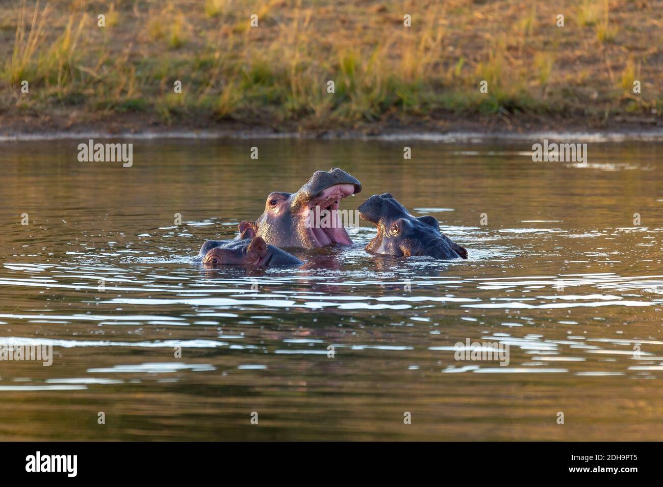 Wild hippo, South Africa Safari wildlife Stock Photo - Alamy