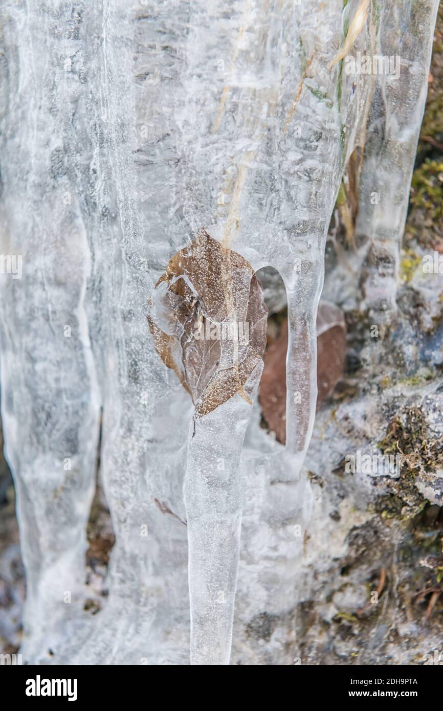 A vertical shot of an autumn leaf trapped in ice with icicles in winter ...