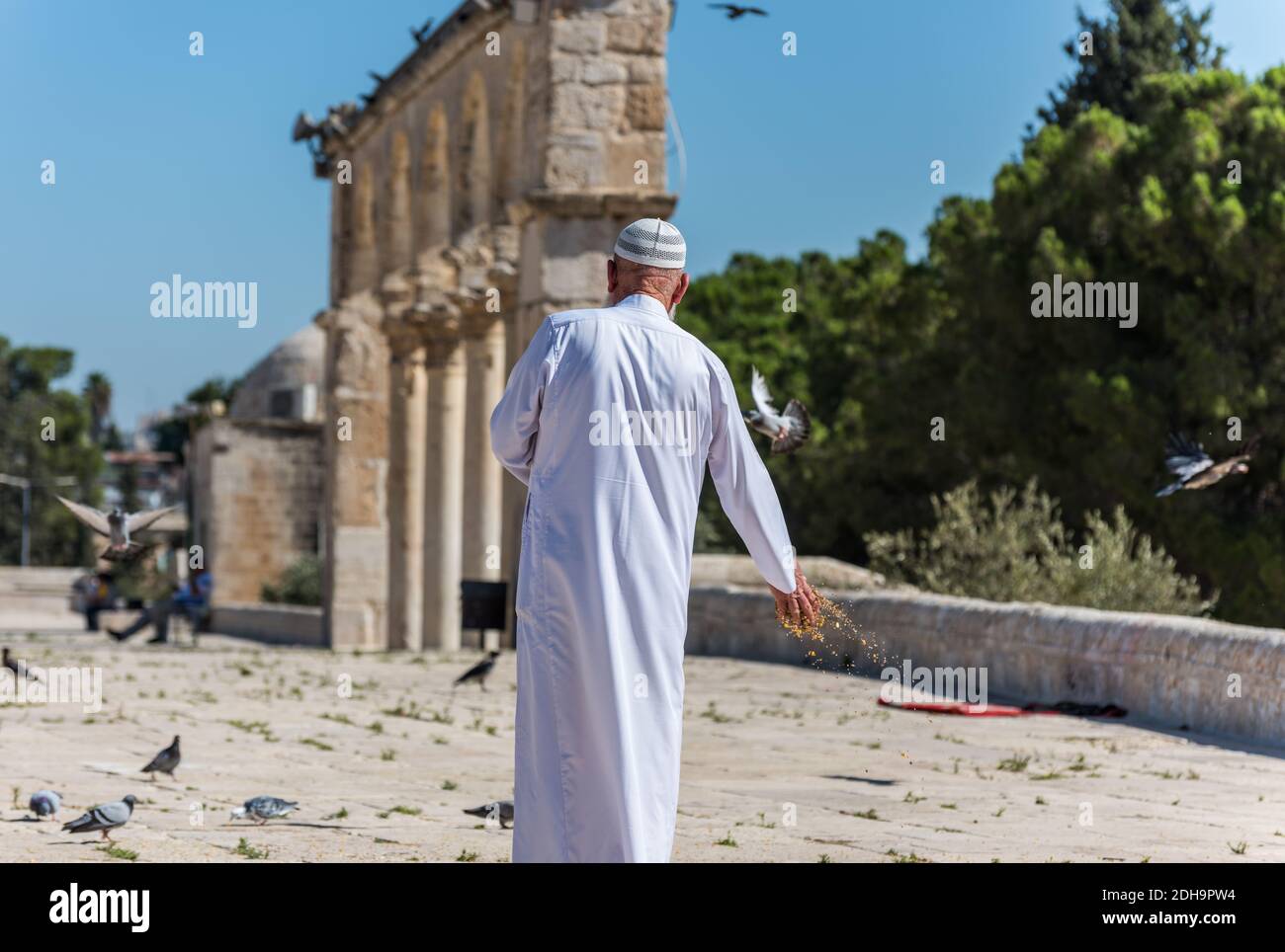 An old imam wearing white arabian gowns and feeding birds and cats at ...