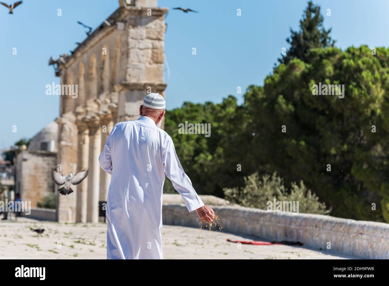An old imam wearing white arabian gowns and feeding birds and cats at ...