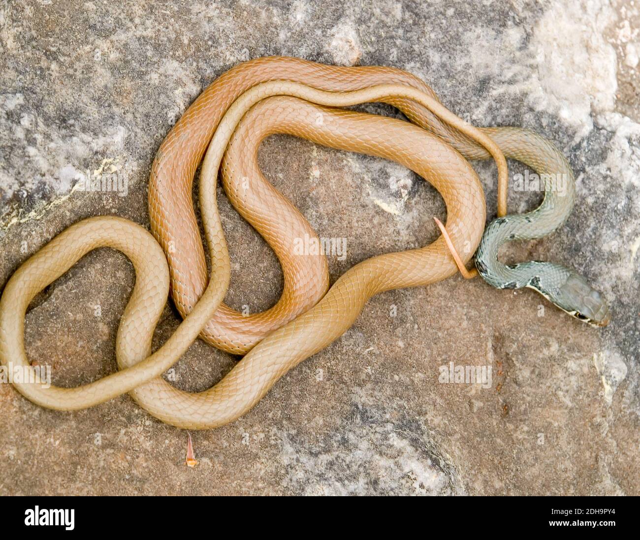 slender whip snake, platyceps najadum, former coluber najadum Stock ...