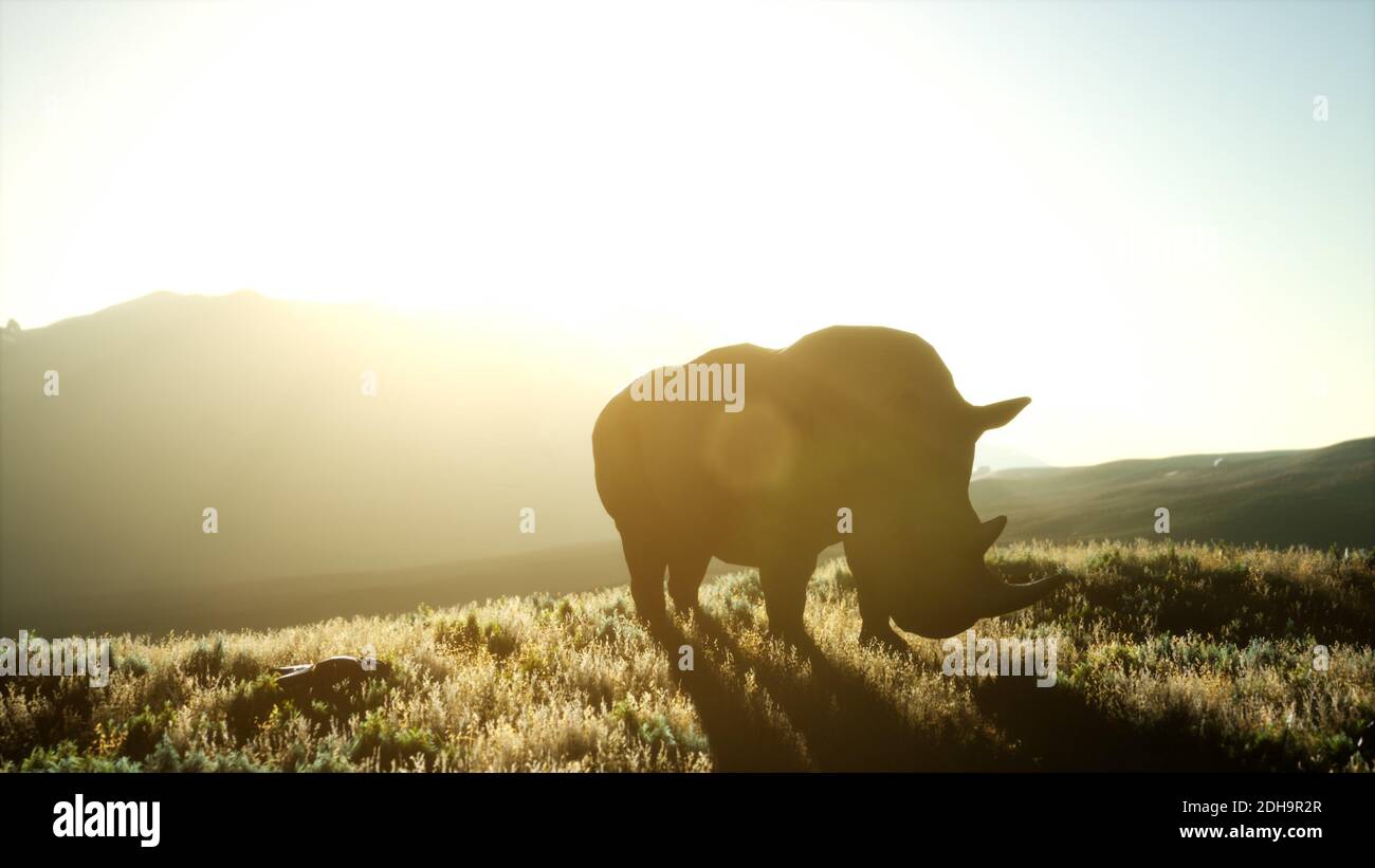 Kenya sunset rhino hi-res stock photography and images - Alamy