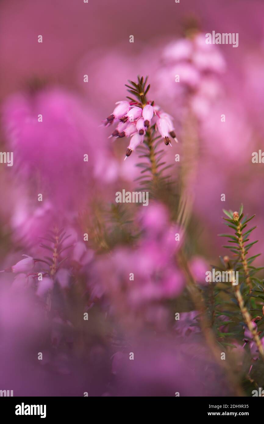 A vertical selective focus of pink erica flowers in growing outdoors in ...