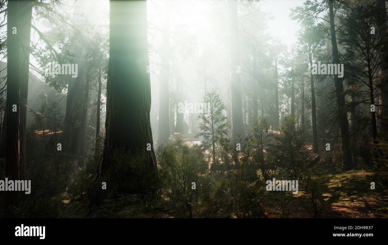 Sequoia National Park under the fog mist clouds Stock Photo - Alamy
