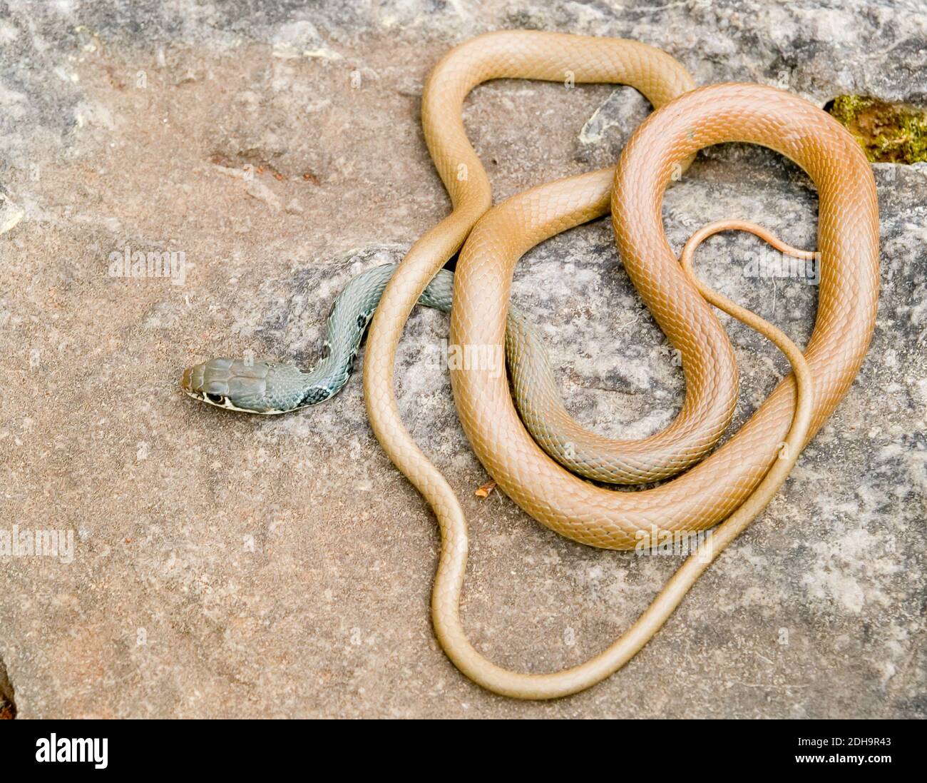slender whip snake, platyceps najadum, former coluber najadum Stock ...