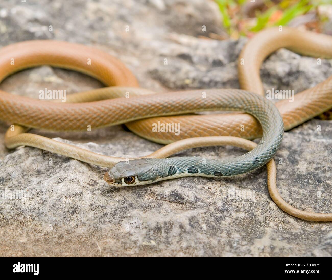 Former coluber hi-res stock photography and images - Alamy