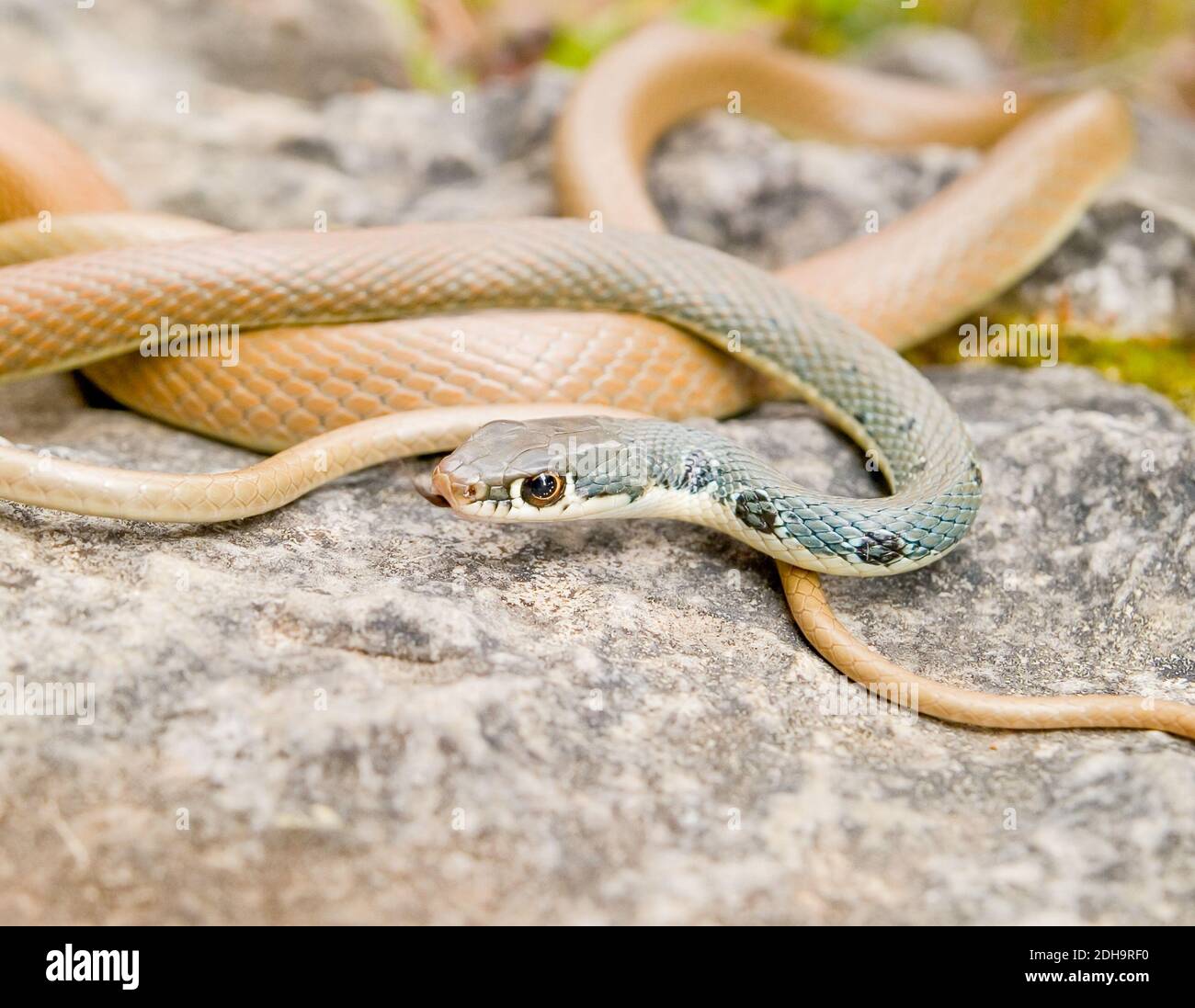 slender whip snake, platyceps najadum, former coluber najadum Stock ...
